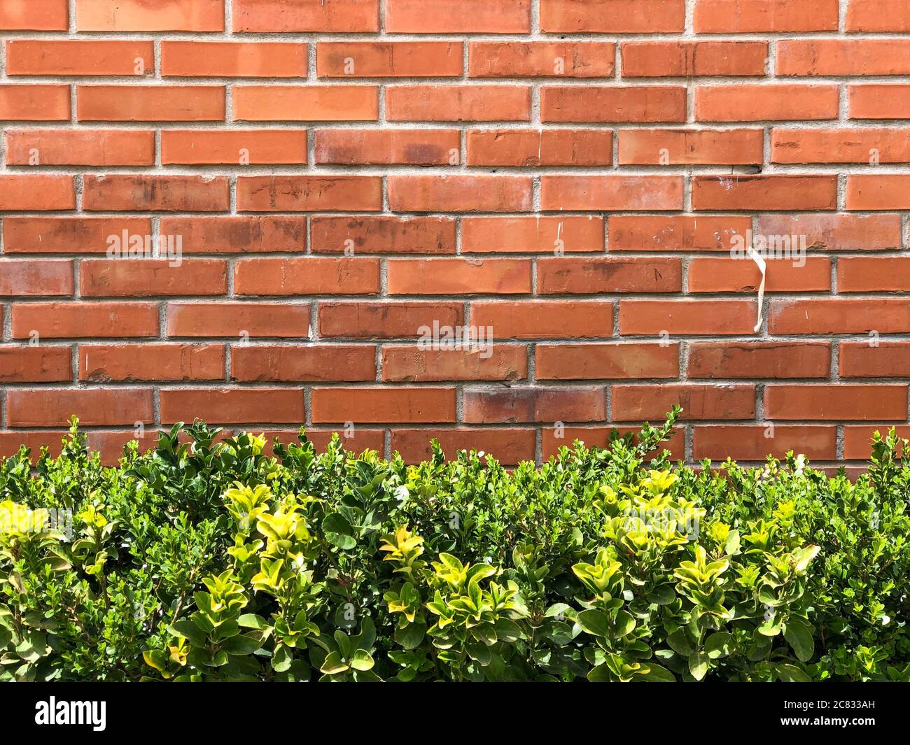 Red brick wall in a garden and green plants - perfect for background ...