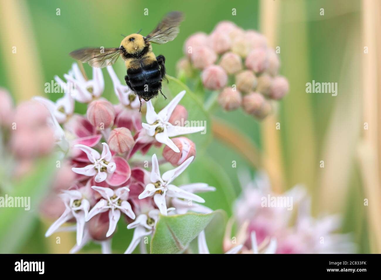 Bumblebee In Flight High Resolution Stock Photography and Images - Alamy