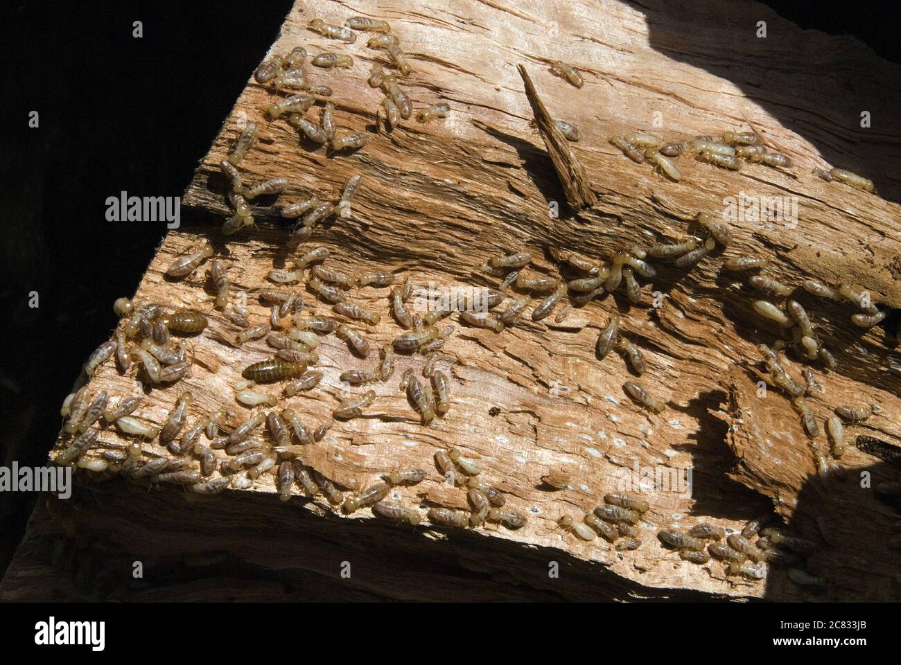 Group of Worker Termites on wood Stock Photo - Alamy