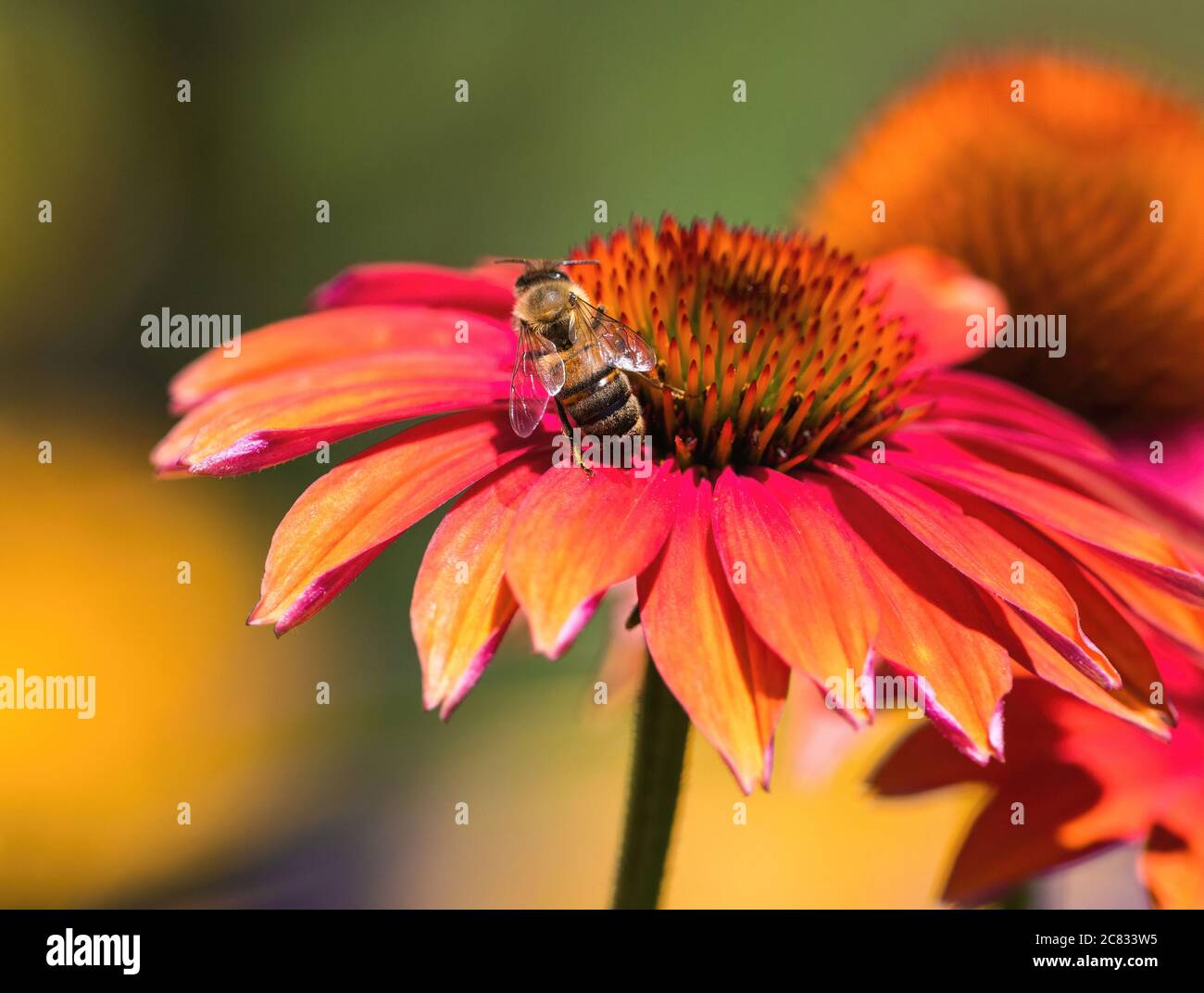 Deep Orange Flower High Resolution Stock Photography and Images - Alamy