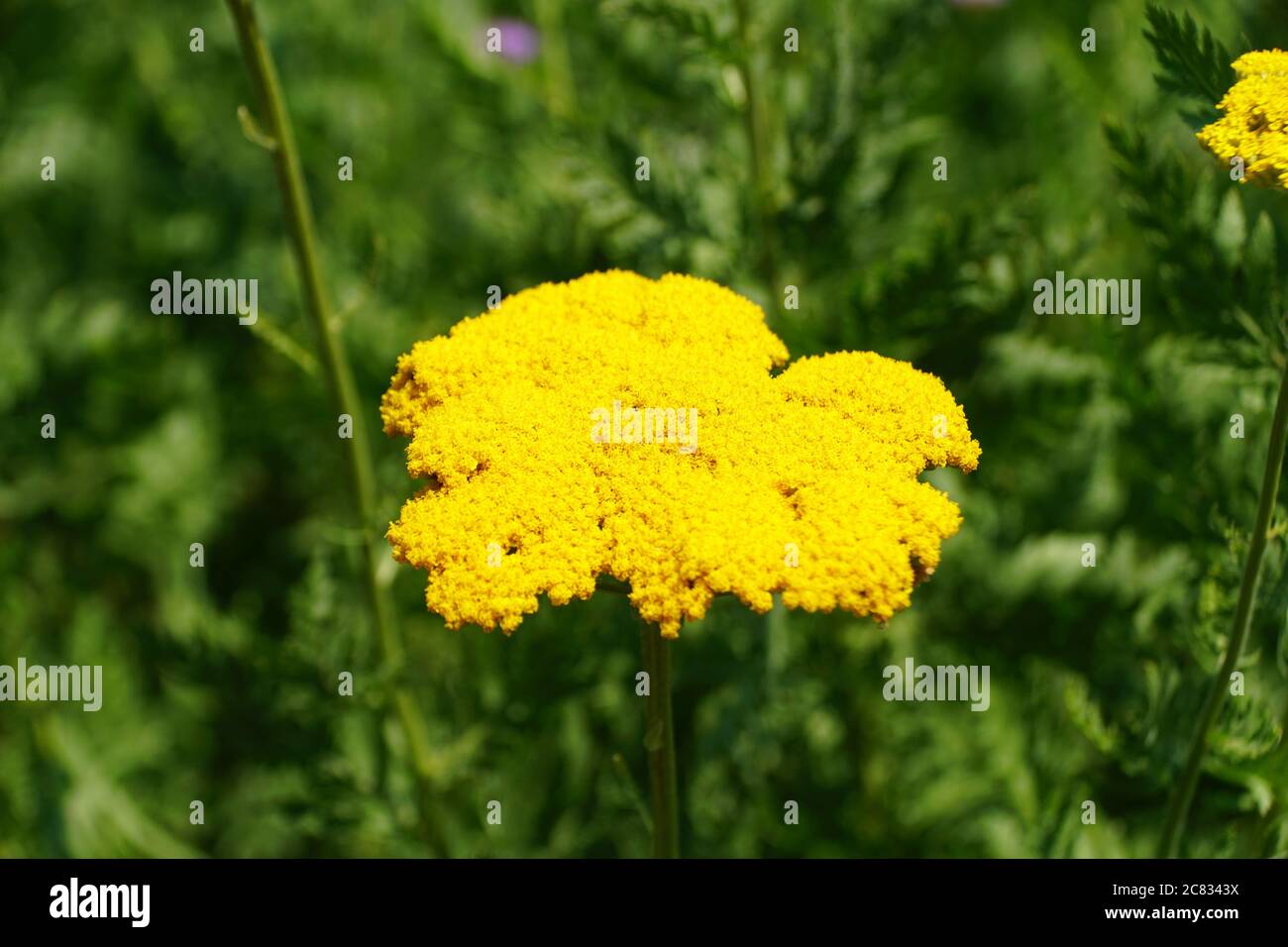 Silver mound hi-res stock photography and images - Alamy