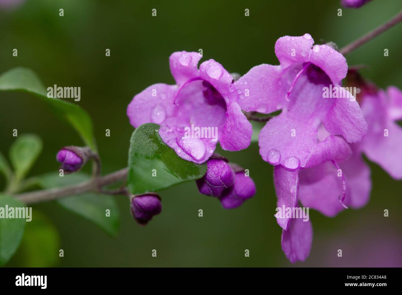 Prostanthera hi-res stock photography and images - Alamy