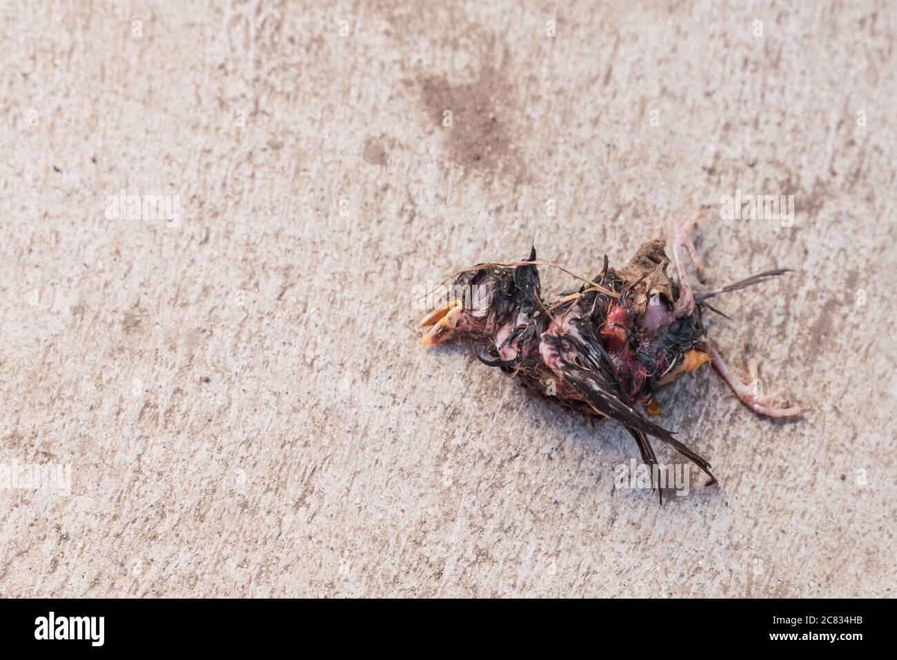 Black bird dead hi-res stock photography and images - Alamy
