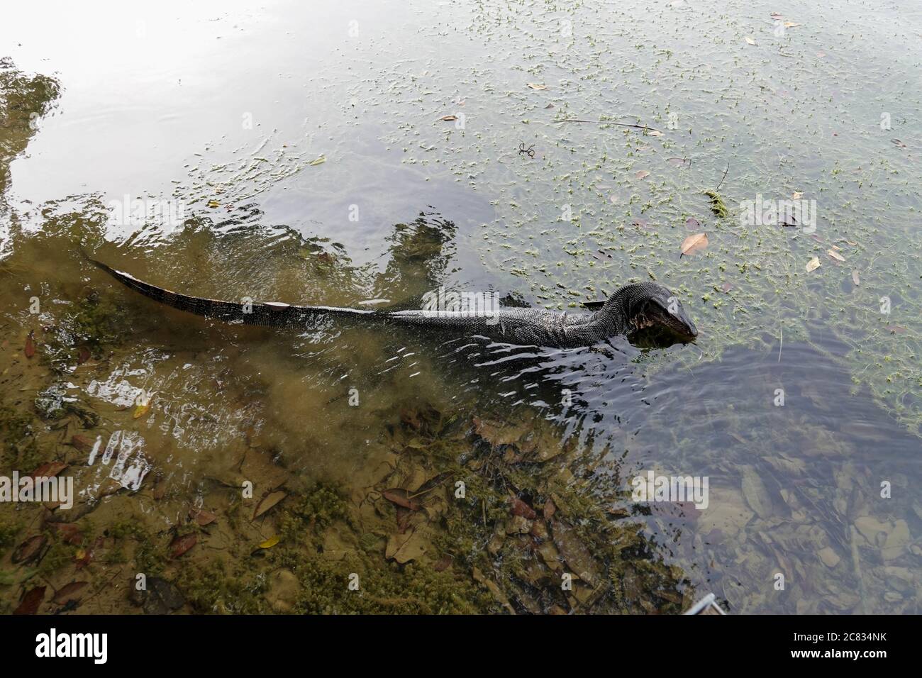 Closeup shot of the Asian water monitor in the river Stock Photo - Alamy