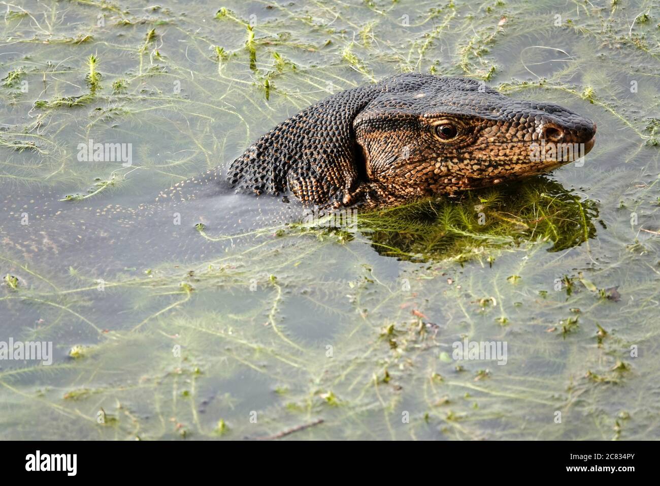 Water monitor lizard vietnam hi-res stock photography and images - Alamy
