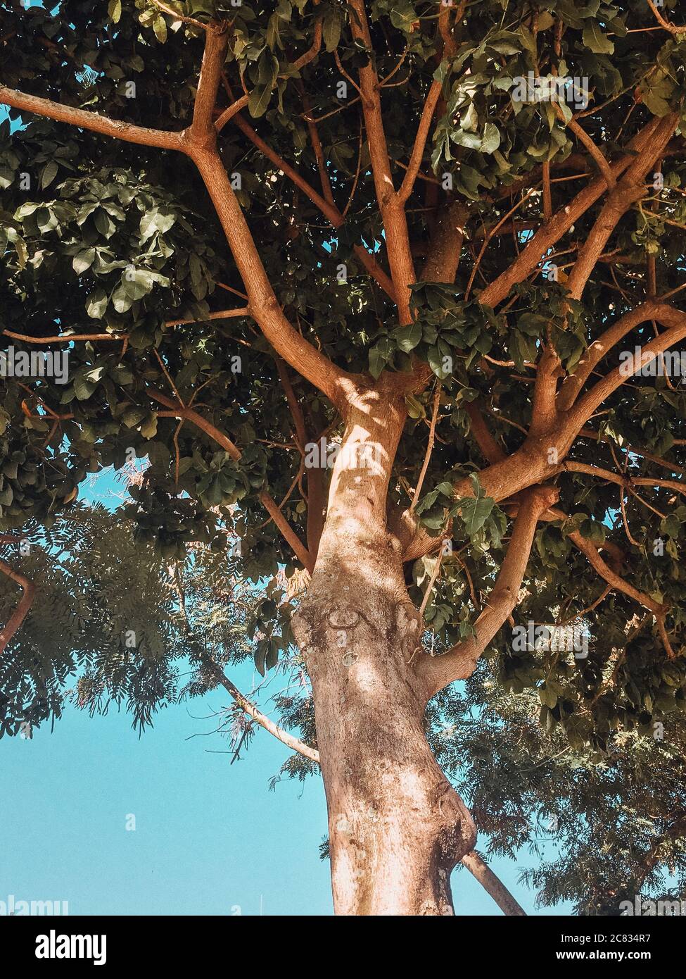 Low angle shot of a tree in Brazil under the blue sky Stock Photo - Alamy