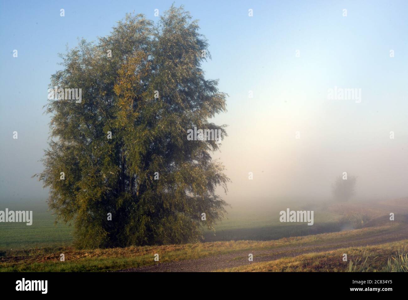 Tree surrounded by mist on the green landscape Stock Photo - Alamy
