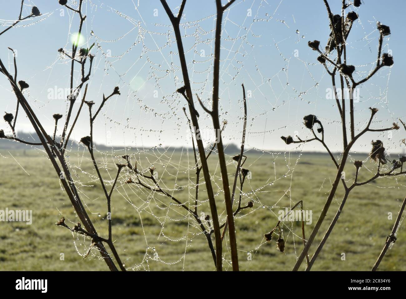 Spider web on the branches of a tree in front of the green landscape ...