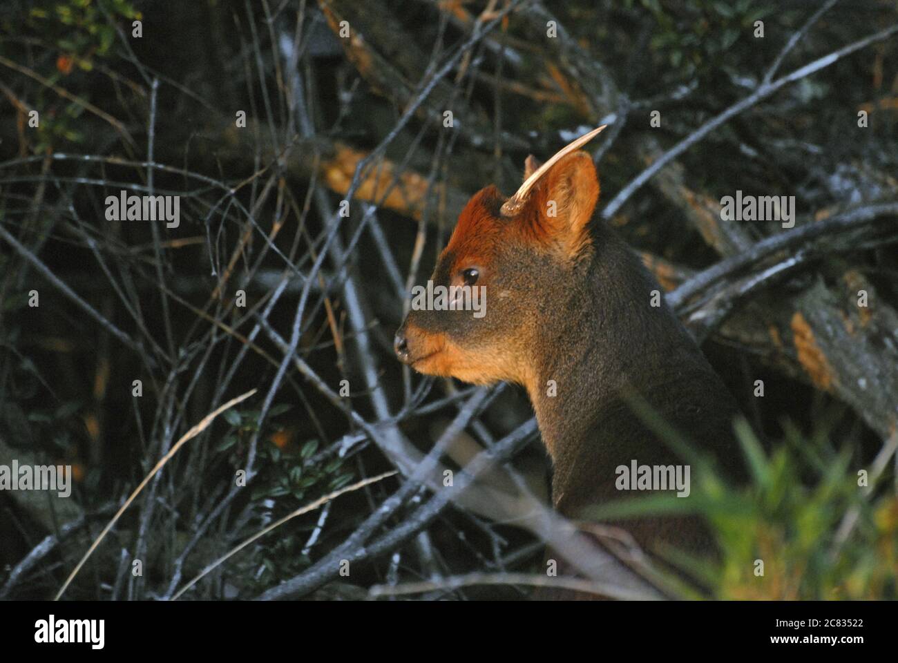 Pudu deer hi-res stock photography and images - Alamy