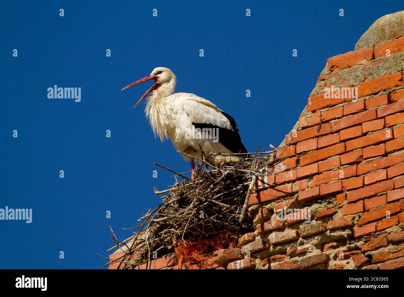 High angle shot of a white stork standing on its nest that is on a ...