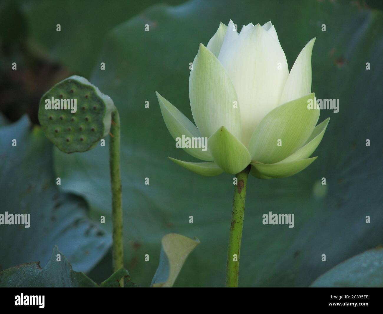 Black white lotus hi-res stock photography and images - Alamy