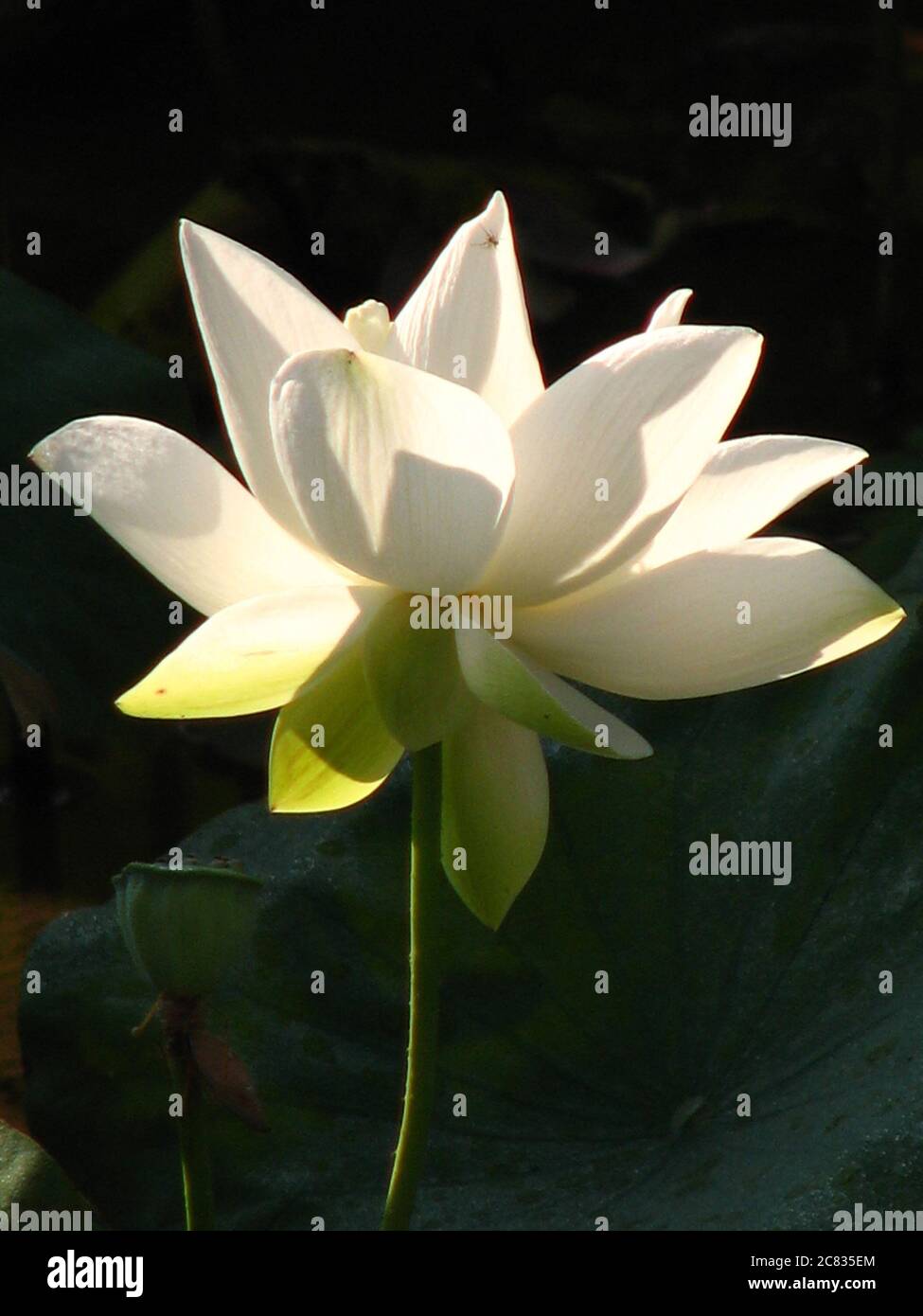 Vertical shot of a white lotus flower on a black background Stock Photo ...
