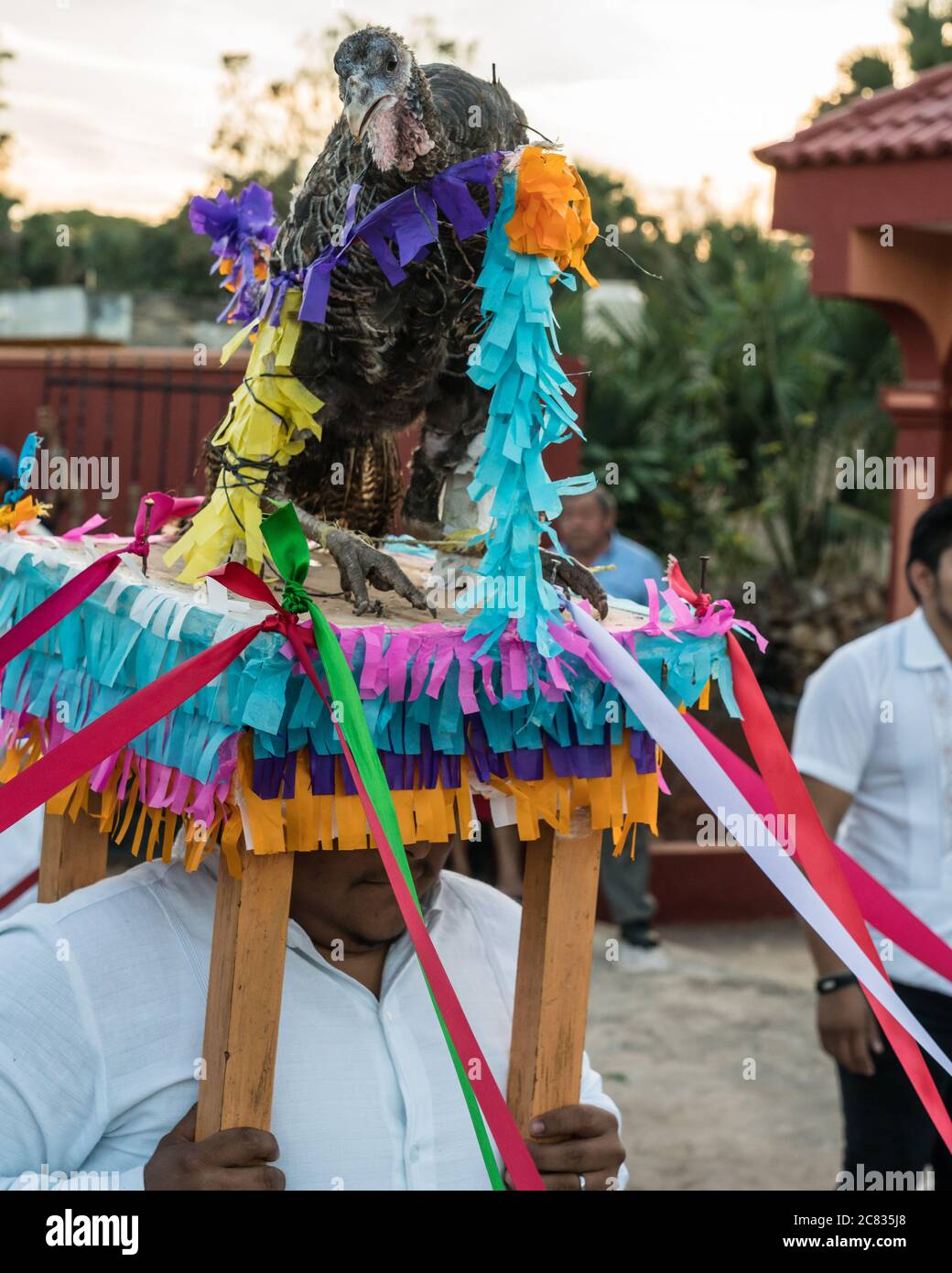 Pavo mexico hi-res stock photography and images - Alamy