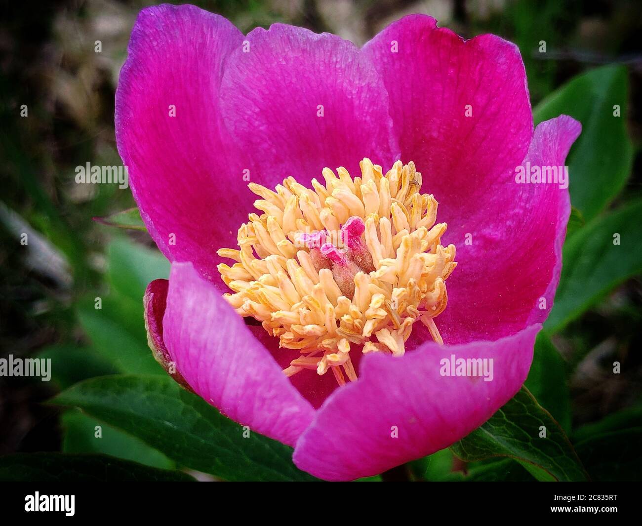 Eckhardt hi-res stock photography and images - Alamy