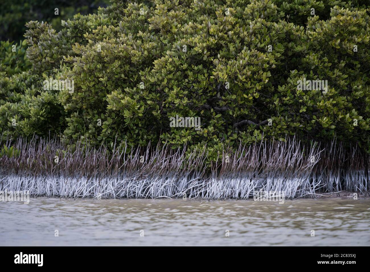 Mangroves growing along the brackish marine estuary in the Ria Lagartos ...