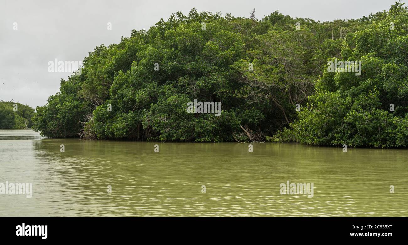 Mangroves growing along the brackish marine estuary in the Ria Lagartos ...