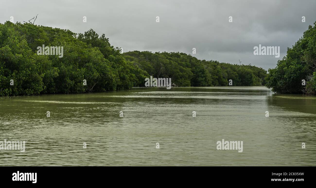 Mangroves growing along the brackish marine estuary in the Ria Lagartos ...