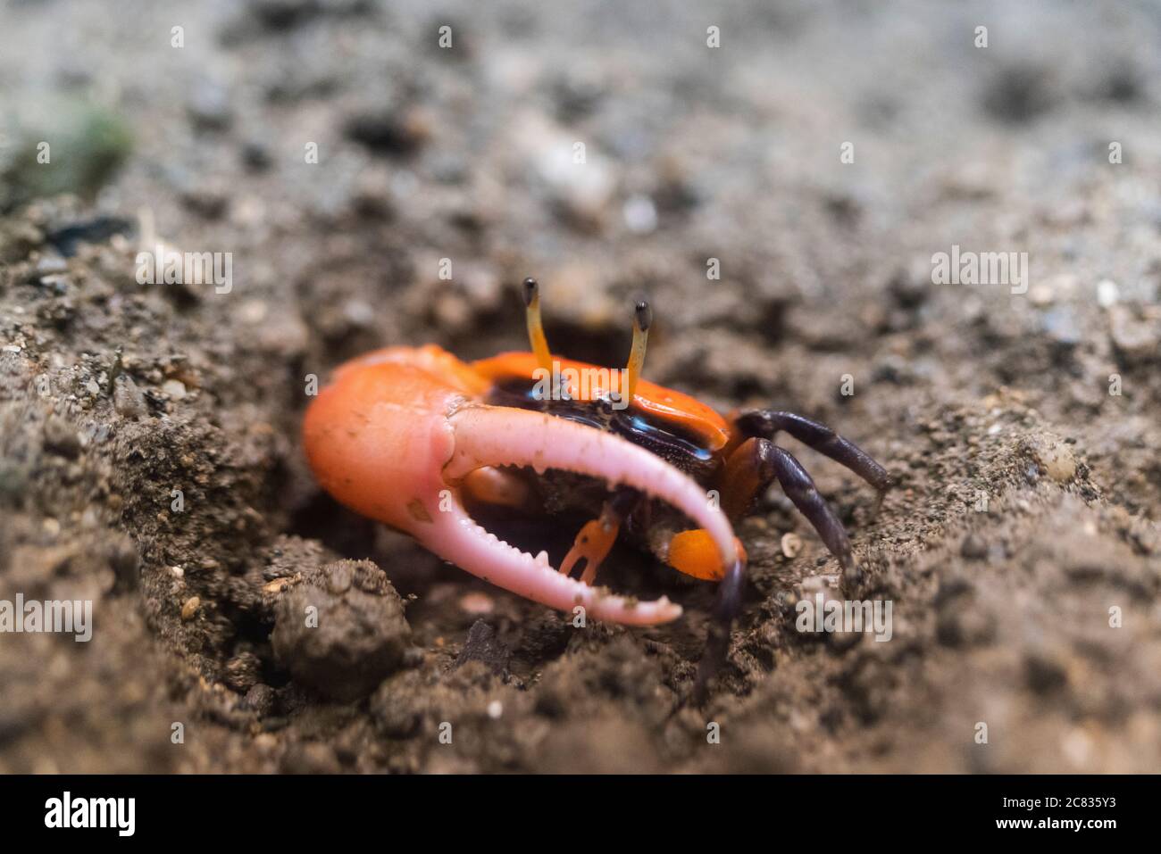 Fiddler crab ocypodidae hi-res stock photography and images - Alamy