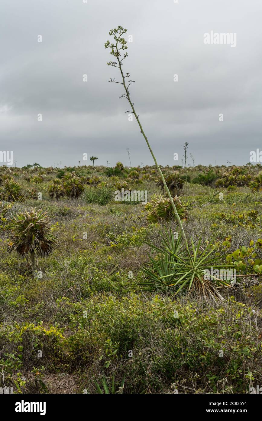 Sisal, Agave sisalana, and fan palms growing in the beach dunes area of ...