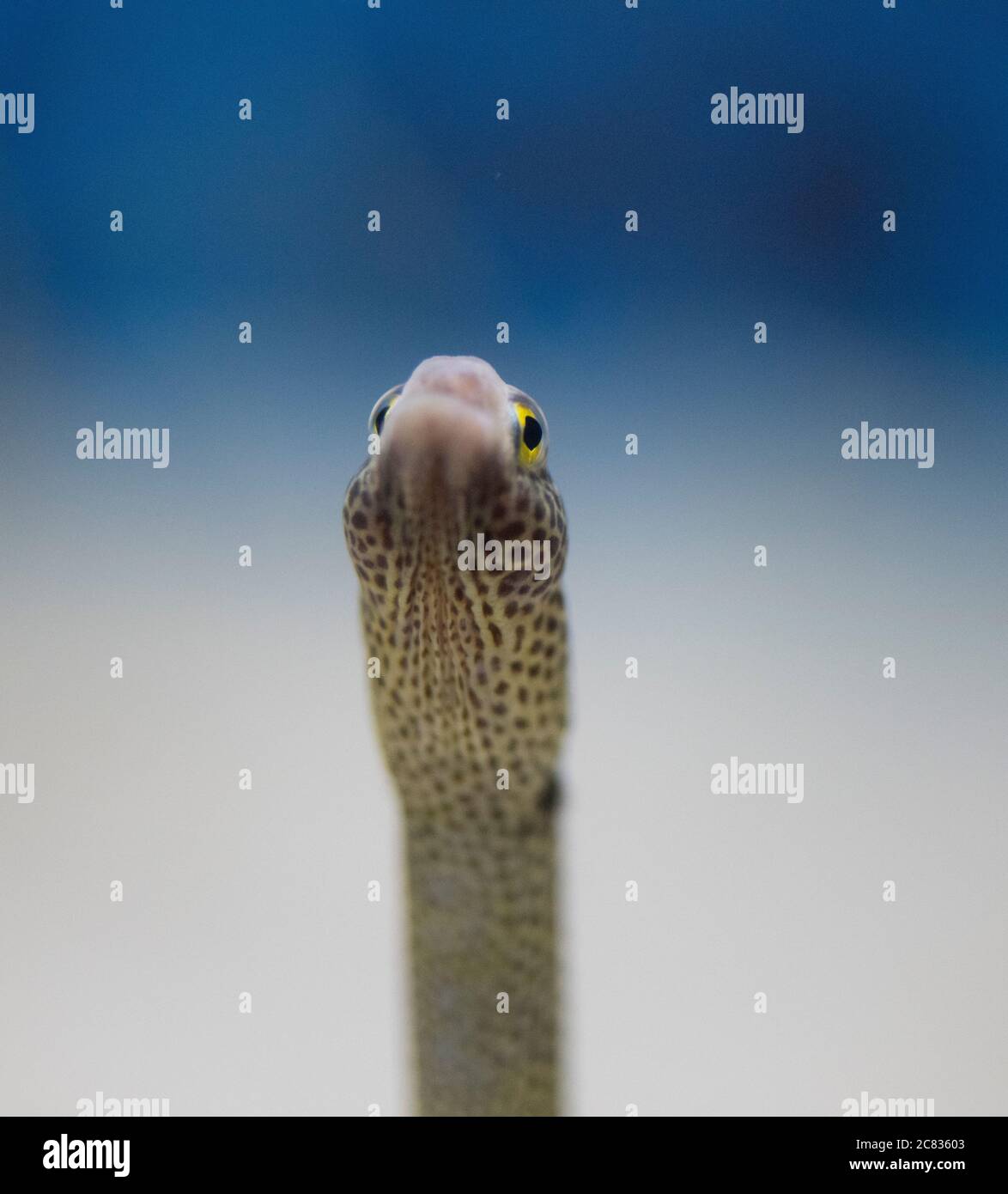 spotted garden eel (Heteroconger hassi) A heteroconger in the family ...