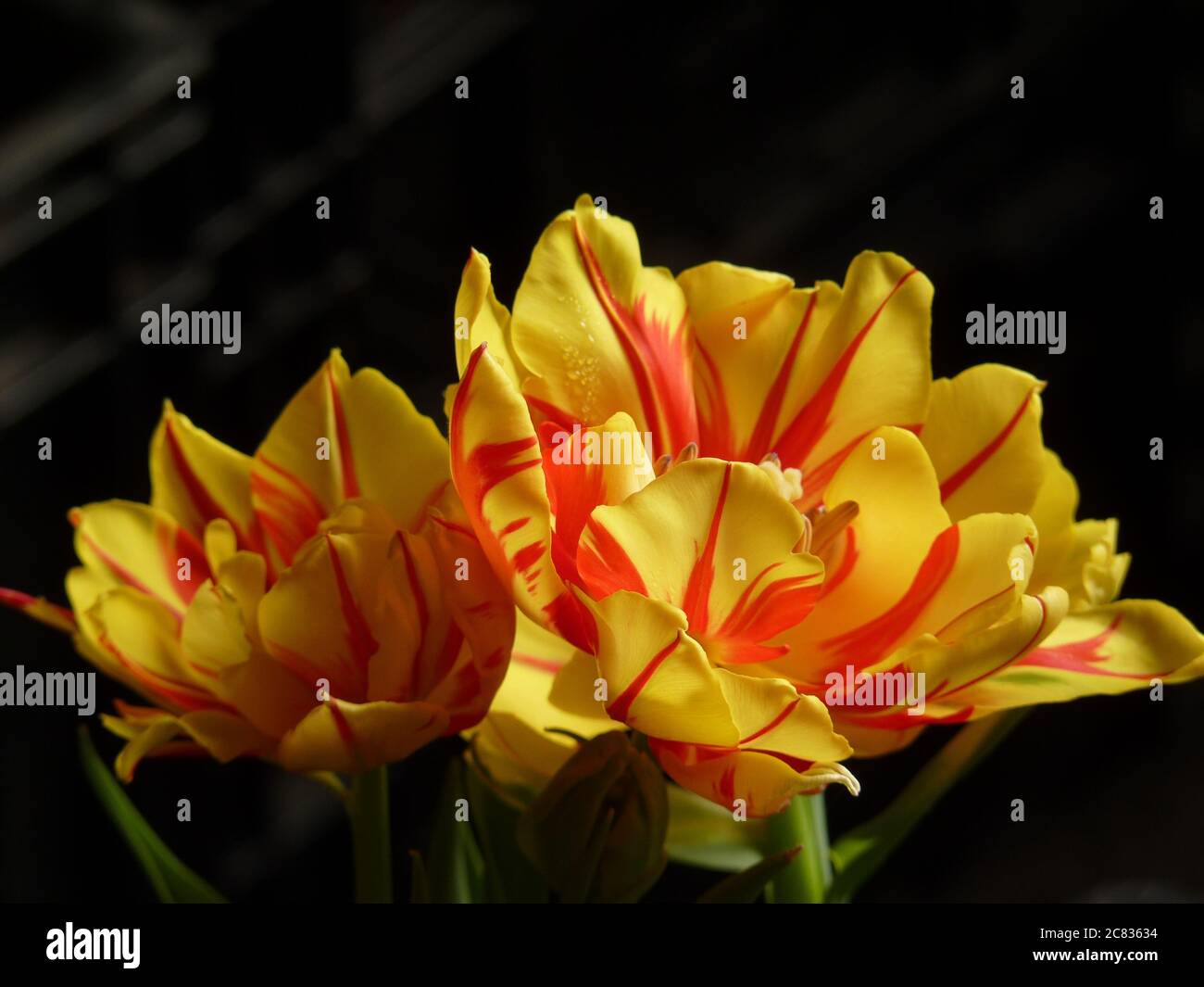 Isolated shot of yellow-red shaded Tulip flowers on an empty background ...