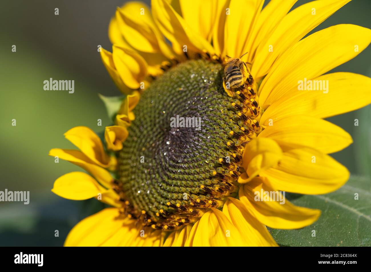 Ground nester bee hi-res stock photography and images - Alamy