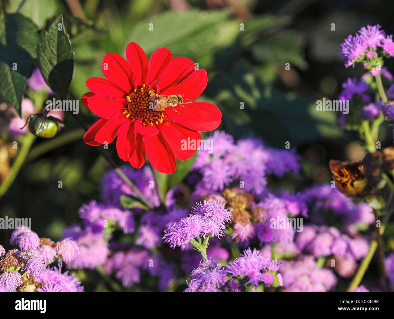 Plant combinations hi-res stock photography and images - Alamy