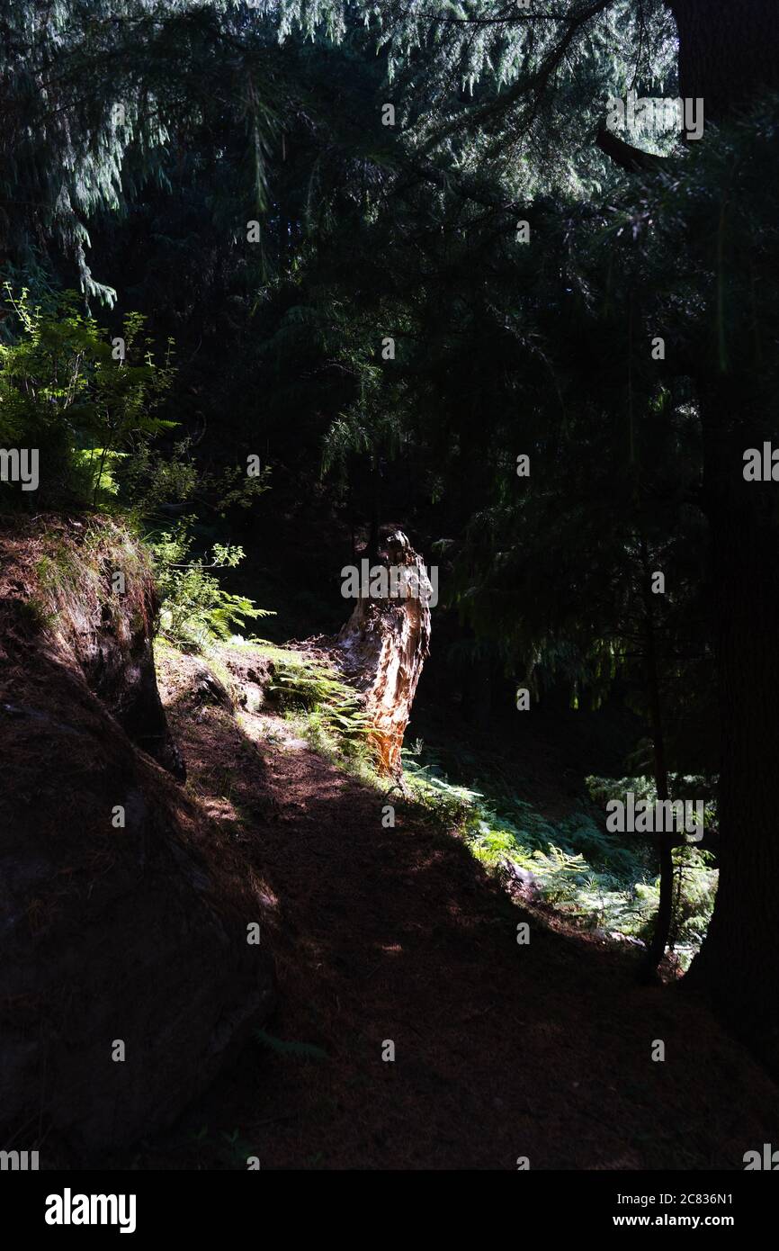 Remnant of a tree been cut among the rocks in the dense palm forest ...