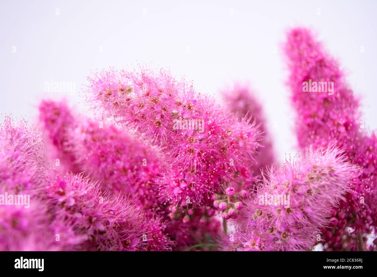Pink Spirea flowers on bush. Spiraea flowers decorative gardening and ...