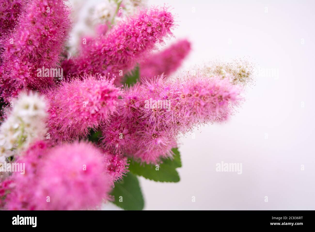 Pink Spirea flowers on bush. Spiraea flowers decorative gardening and ...