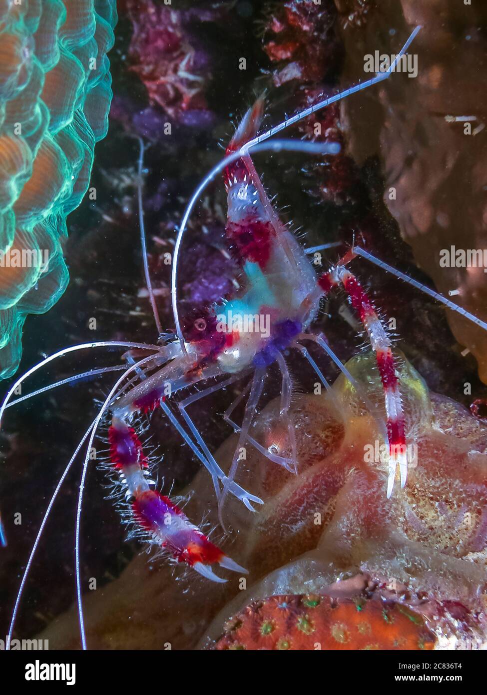 Stenopus hispidus is a shrimp-like decapod crustacean belonging to the ...