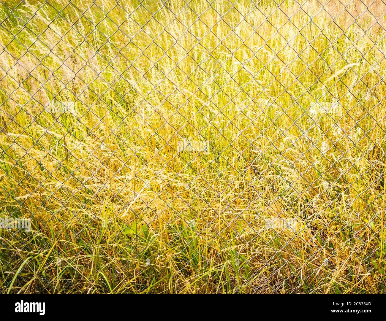 Dry grass field behind an iron fence Stock Photo - Alamy