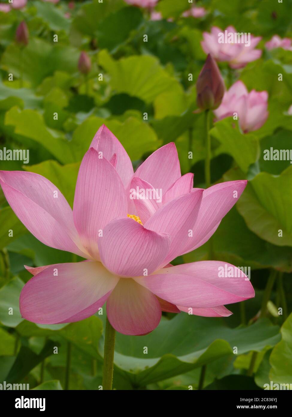 Vertical shot of pink Lotus flower on background of lotus field Stock ...