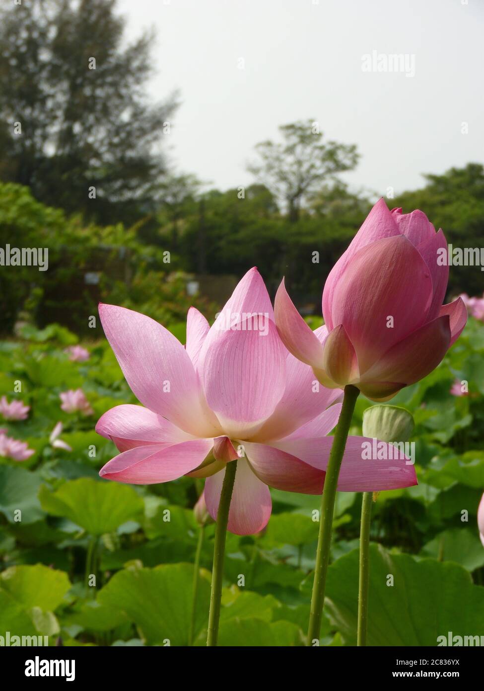 Vertical shot of beautiful lotus flowers in a lotus field under a ...