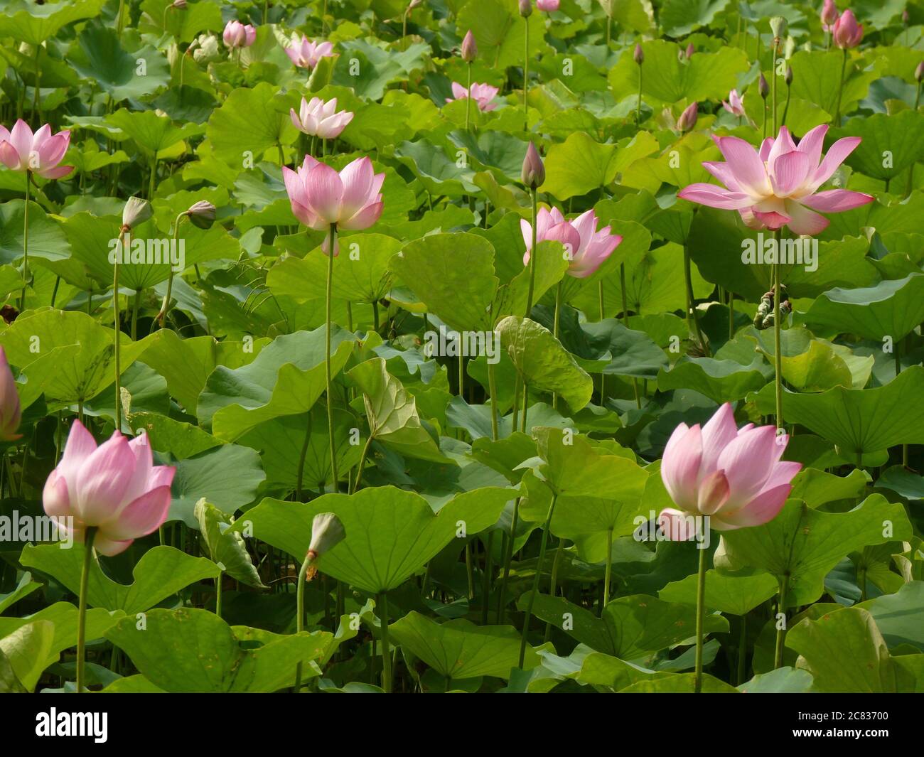 Sky lotus field pink lotus hi-res stock photography and images - Alamy