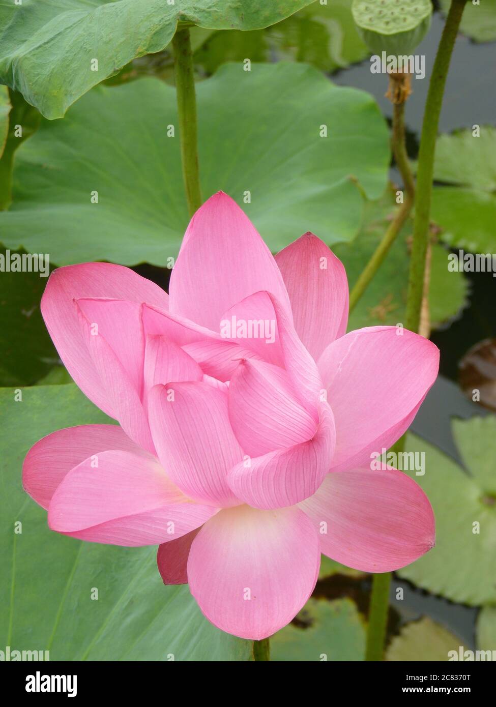 Vertical shot of a beautiful lotus flower with green leaves in the ...