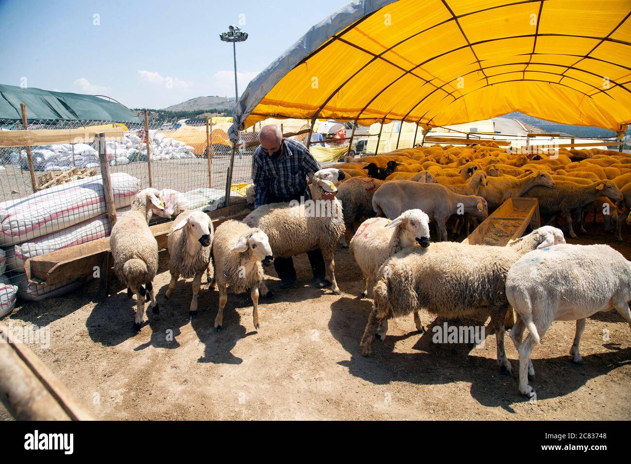 Ankara, Turkey. 20th July, 2020. A sheep dealer works at a livestock ...