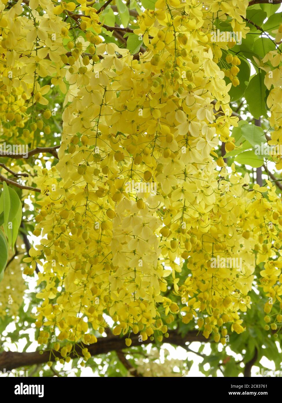 A golden chain hi-res stock photography and images - Alamy