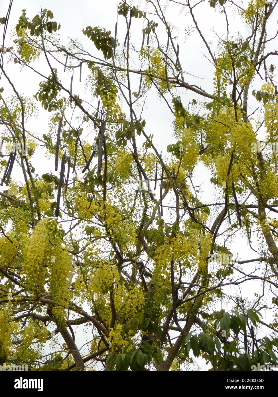 Vertical shot of the thin branches of a golden shower tree Stock Photo ...