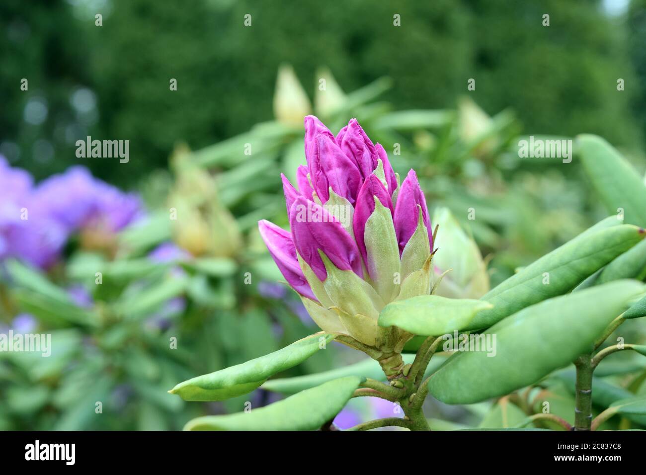 Closeup of a man playing rabab traditional music instrument at a ...