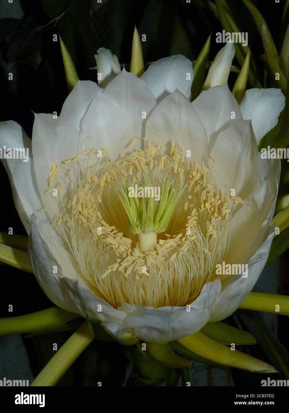 Vertical shot of a Dragon Fruit bloom at night Stock Photo - Alamy