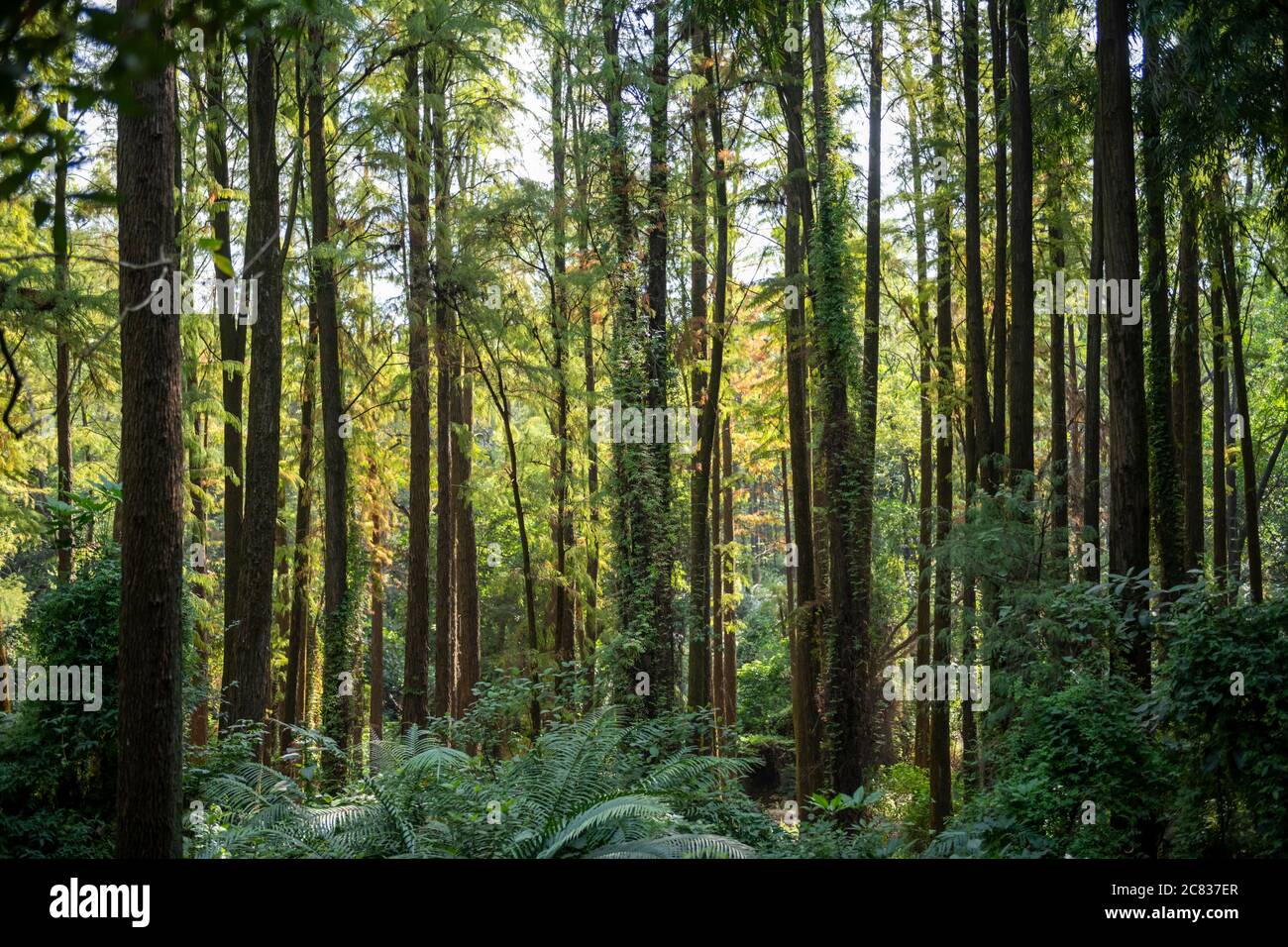 Lush forest landscape, summer shot Stock Photo - Alamy