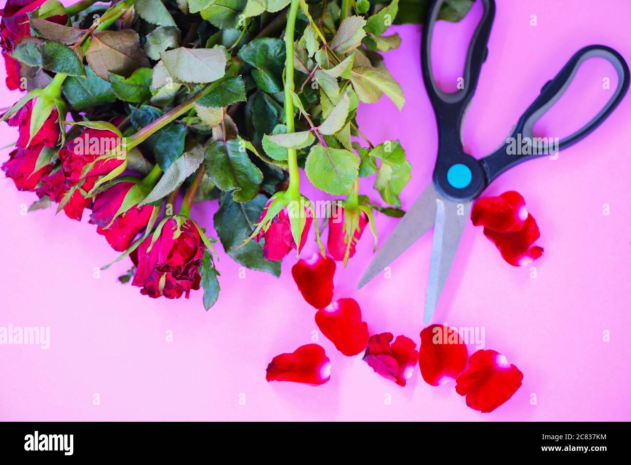 Cut rose on pink background / cutting a roses flower with scissors in a ...