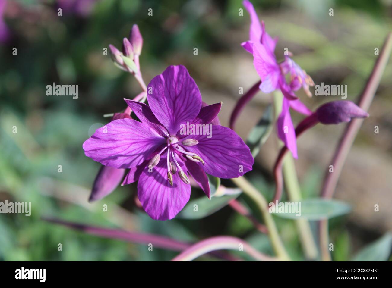 Pole weed hi-res stock photography and images - Alamy