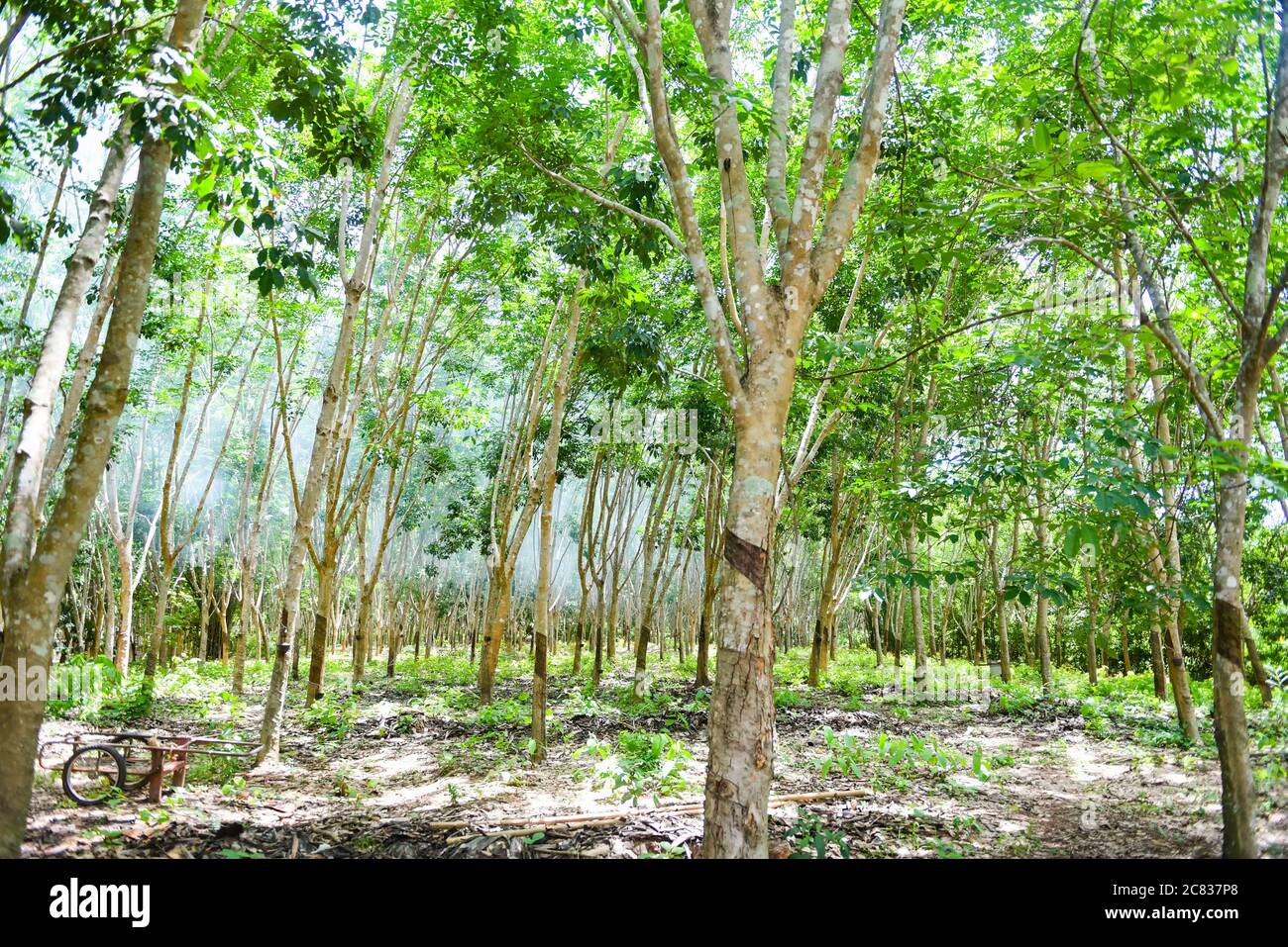 Rubber plantations with rubber tree agriculture asia for natural latex ...