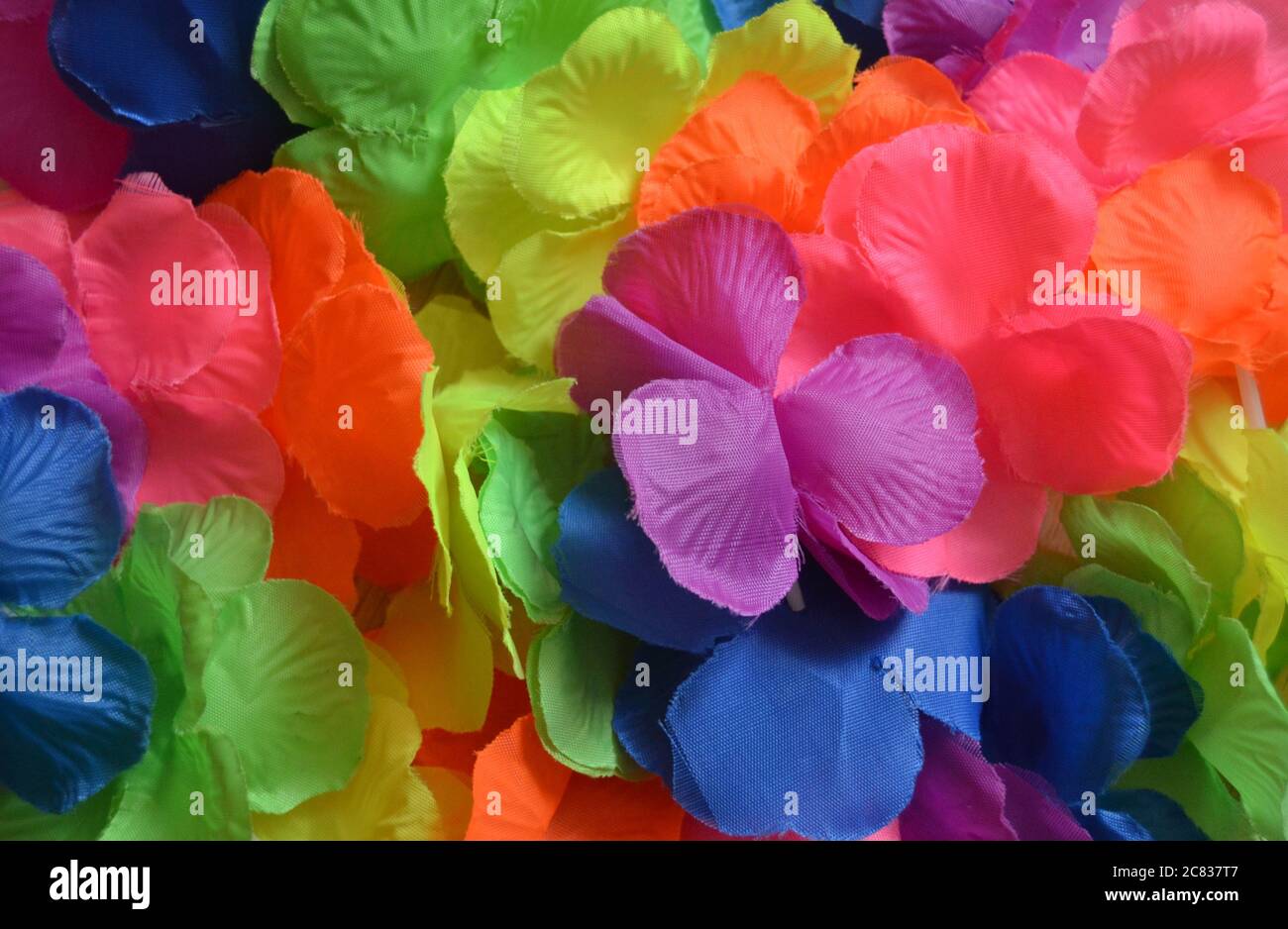 Overhead shot of colorful flower petals next to each other Stock Photo ...