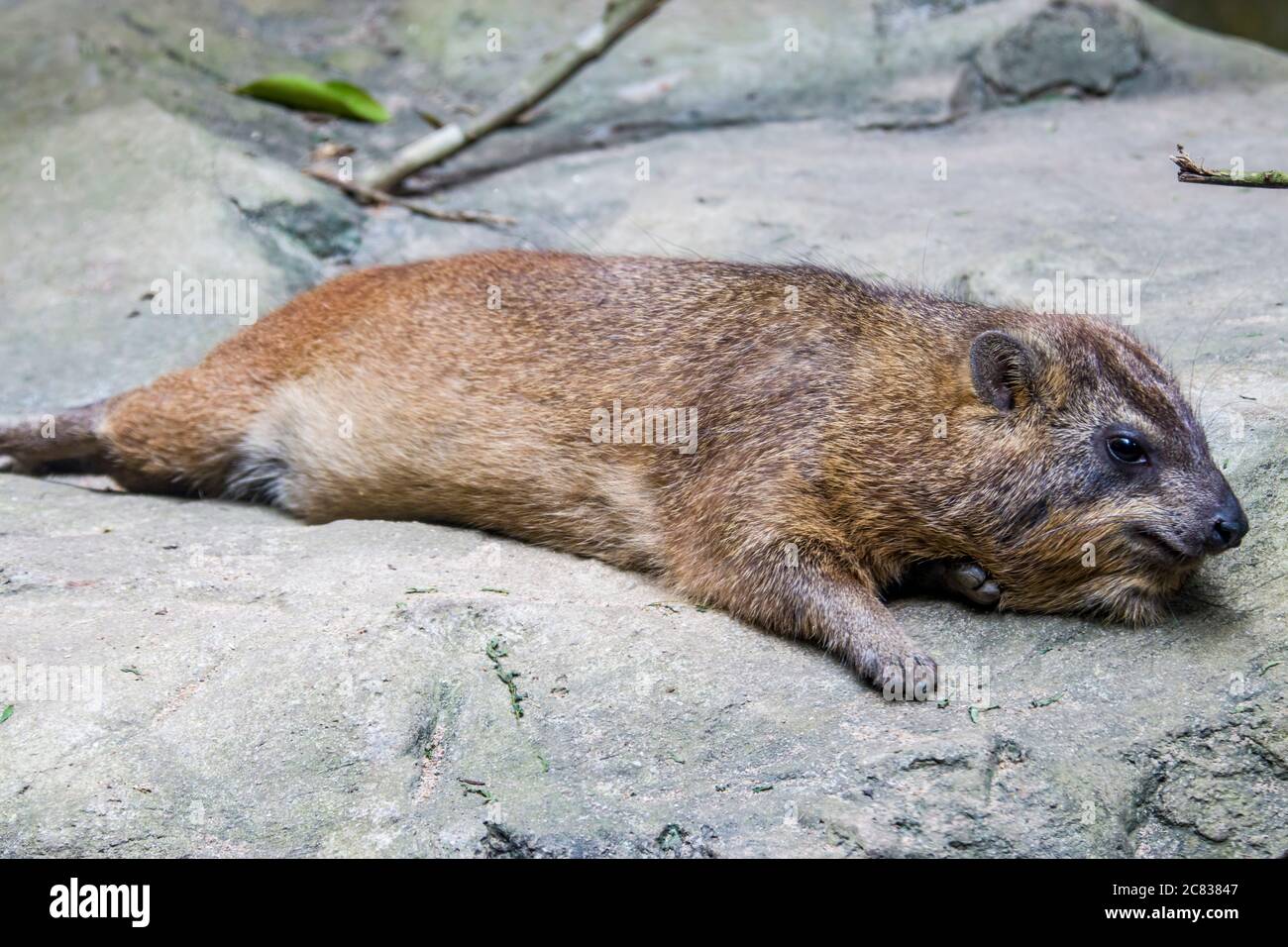 a Rock hyrax stands alone. it is a medium-sized terrestrial mammal ...