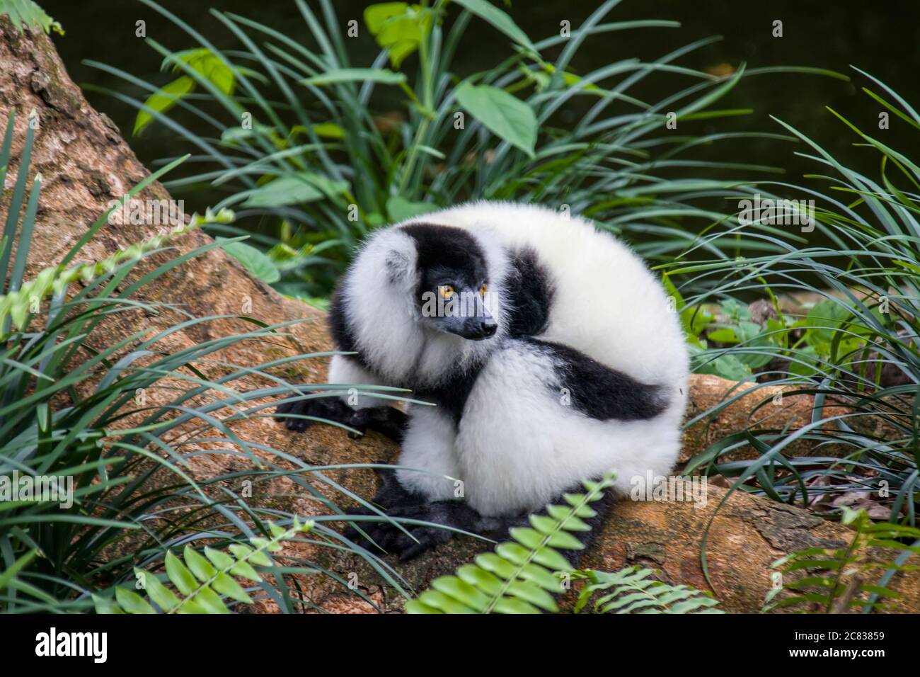 black-and-white ruffed lemur (Varecia variegata) is an endangered ...