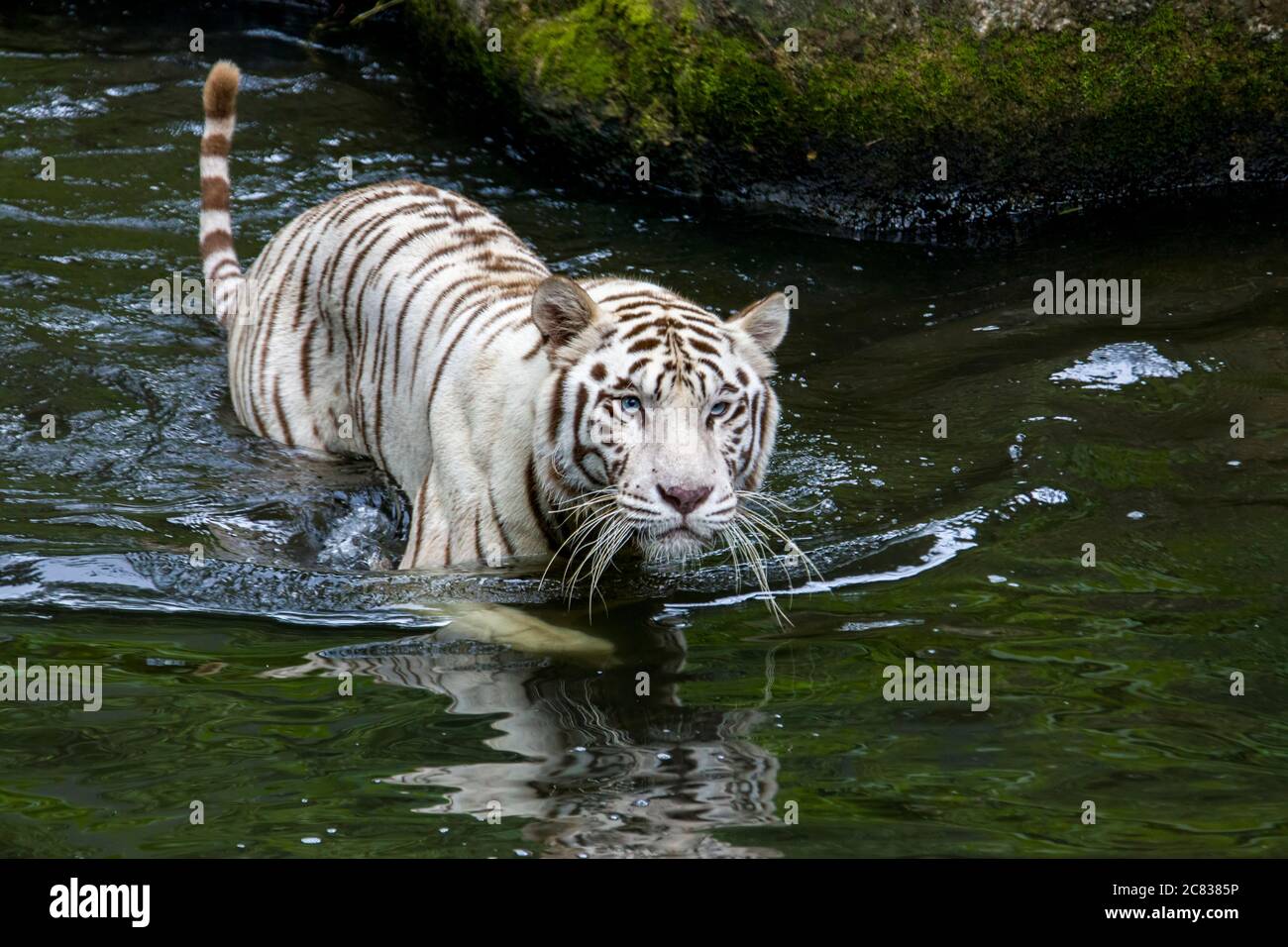 The white tiger is a pigmentation variant of the Bengal tiger. Such a ...