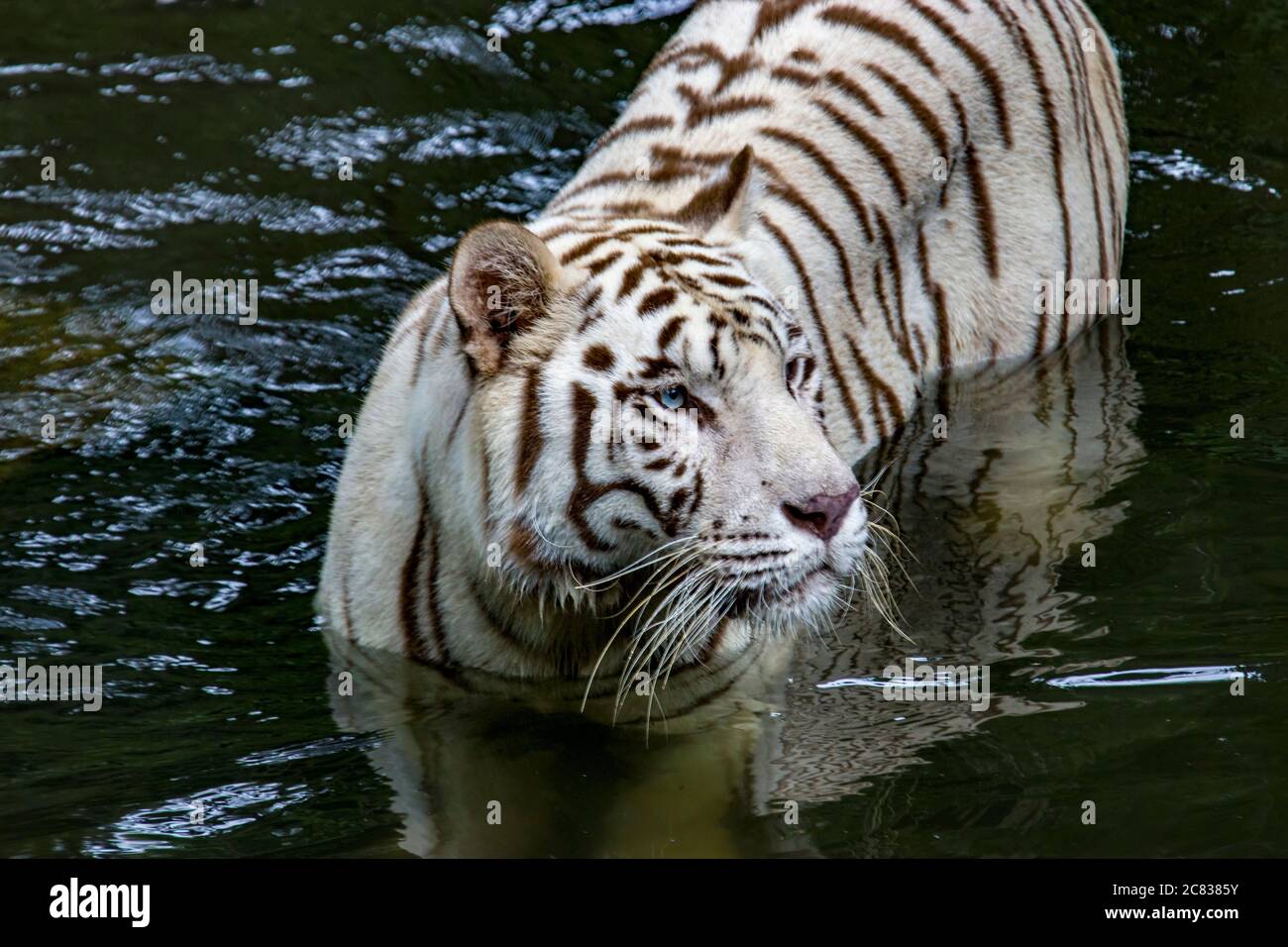 The white tiger is a pigmentation variant of the Bengal tiger. Such a ...